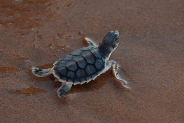 Turtle Defense Project - Ocean Defender Adventures