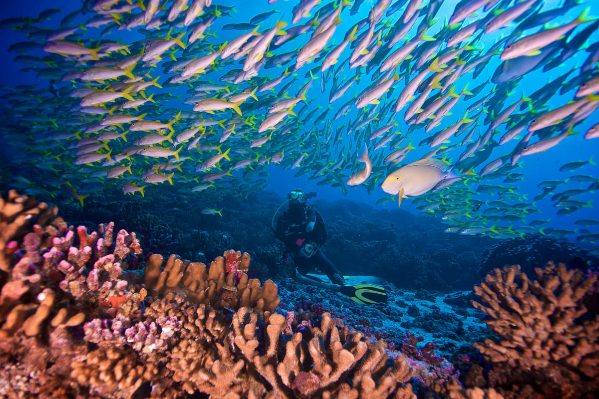 Tuamotu Expedition 2024 - Ocean Defender Adventures